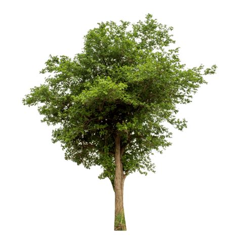 Tree Texture Pngs For Free Download