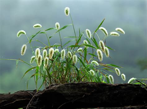 [식물]강아지풀 식물 생물종 Bric