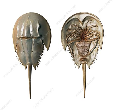 Xiphosura Illustration Stock Image C0240629 Science Photo Library