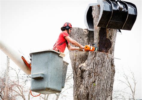 Expert Tree Cutting Services In Syracuse NY