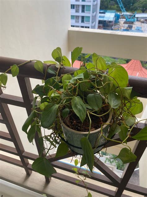 Trailing Philodendron Plant Furniture And Home Living Gardening Plants