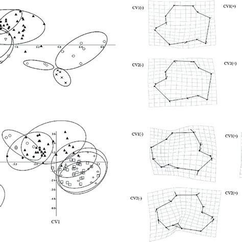 Shape Differences In Periotics Of Delphinidae Species From The Pacific Download Scientific