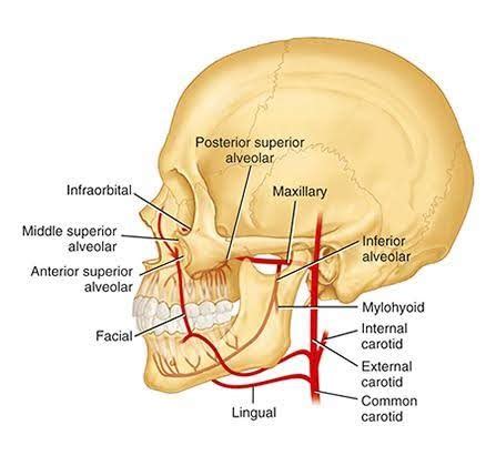 Head And Neck Anatomy Part A Oral Facial Anatomy Online