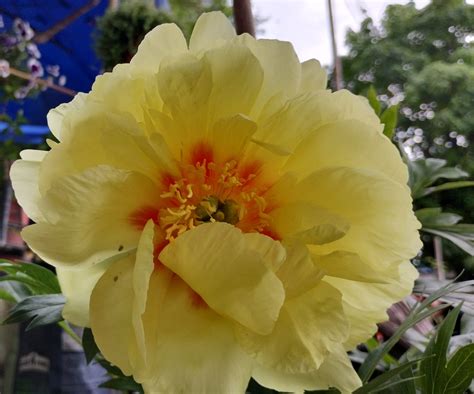 ბოტანიკა ყვითელი პიონი Facebook