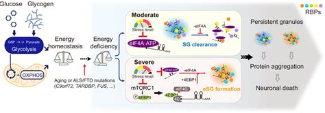 Of Energy Deficiency Regulated Granule Dynamics In Mammalian Cells Both Download Scientific