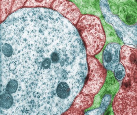 Reciprocal Dendrodendritic Synapses Tem Stock Image C053 4782 Science Photo Library