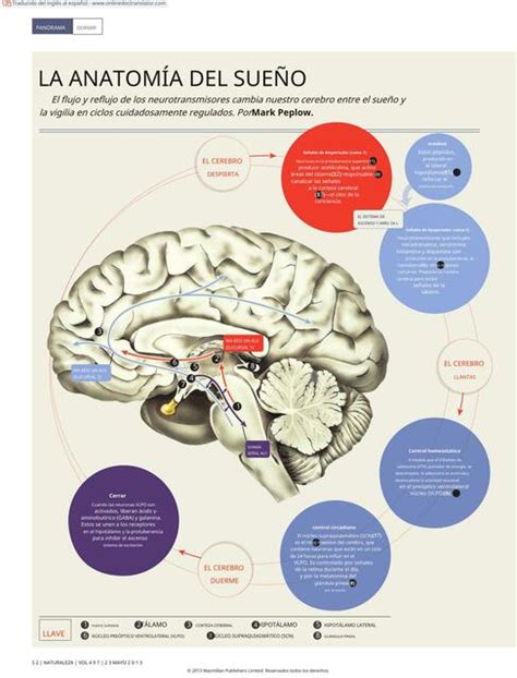 Resúmenes De La Anatomía Del Sueño Descarga Apuntes De La Anatomía