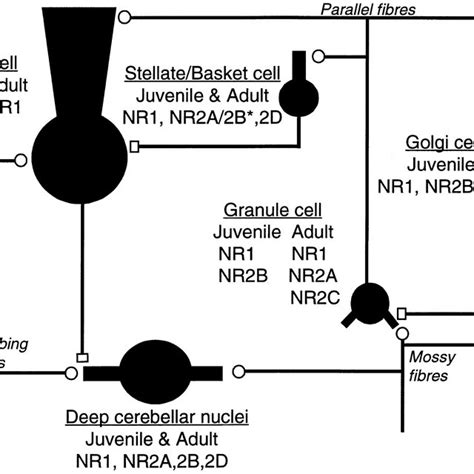 Schematic Diagram Summarising The Predicted Nmda Receptor Subunit