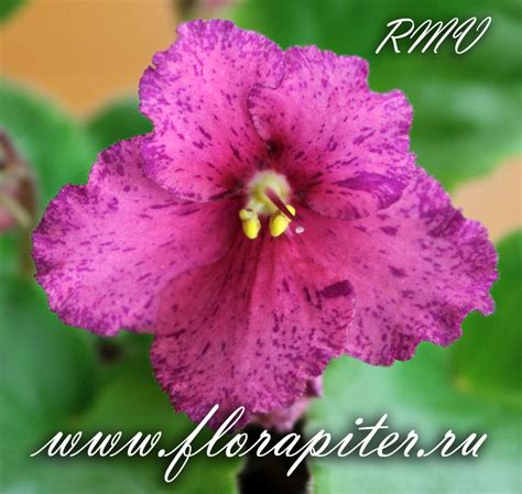 Сенполия (комнатная фиалка) АВ-Малиновка: особенности и характеристика ...