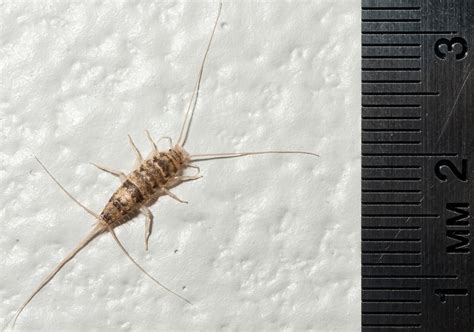 How To Get Rid Of Firebrat Bugs Infestation Control