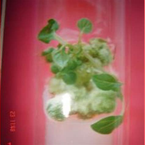 Pdf In Vitro Plant Regeneration Of Cucumber Cucumis Sativum L