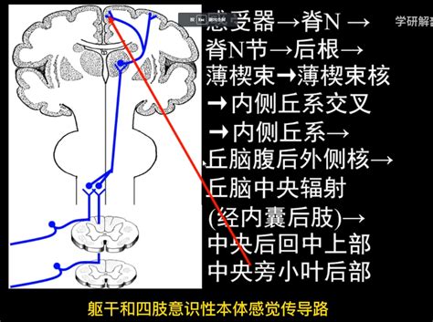 传导路，动画展示晦涩难懂的躯干四肢意识性本体感觉传导路，人体解剖学神经系统 哔哩哔哩