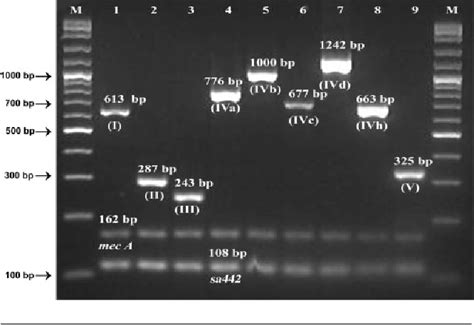 Figure 1 From A Simplified Multiplex Pcr Assay For Fast And Easy Discrimination Of Globally