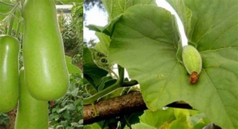 အနာဆွေး၊ ပြည်တည်နာ၊ အနာရင်းတွေအတွက် အနာကျက်ဆေး ဗူးရွက်အစွမ်း Achawlaymyar