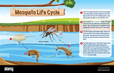 Mosquito Life Cycle Infographic Illustration Stock Vector Image And Art