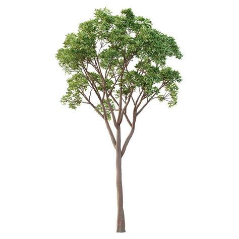 Eucalyptus Robusta Trees 10 387185 3d Model Download 3d Model