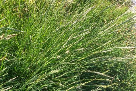 11 Perennial Ryegrass Facts For Lawn Owners
