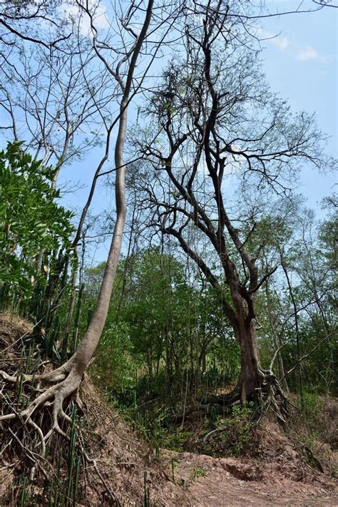 Tree With Twisted Roots In Asia Stock Image Image Of Colorful