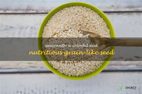 Amaranth A Colorful And Nutritious Grain Like Seed Shuncy