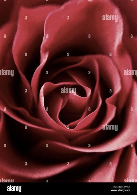 Dark Red Rose Stock Photo Alamy
