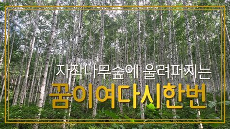 꿈이여다시한번 조명섭 자작나무숲 Youtube