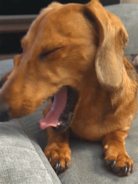 Yawn S