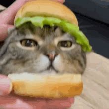 Eating  Cat Cat Food S Tenor