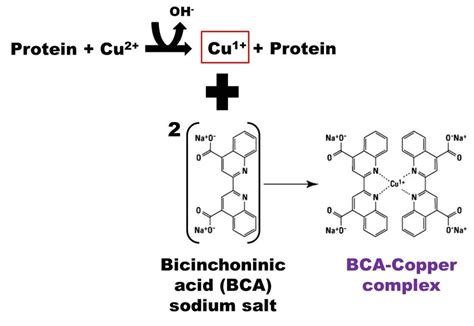 Western Blot Analysis 기본 개념 및 실험 방법 1 네이버 블로그