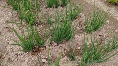 김장 쪽파키우기 쪽파 씨 씨앗 종자 심는시기 쪽파심기 네이버 블로그