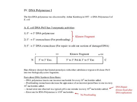 Ppt V Cdna Libraries Converting Mrna Into “complementary Dna” Powerpoint Presentation Id
