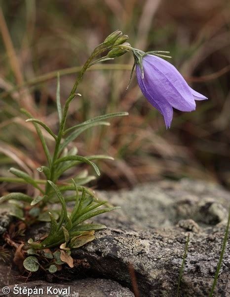 Campanula Rotundifolia Subsp Sudetica Zvonek Okrouhlolistý Sudetský