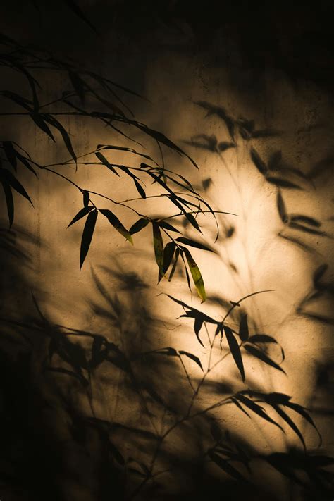 가지 고요한 고요함 그늘 그림자 나뭇잎 녹지 대나무 대나무 잎 대조 따뜻한 미니멀리즘 미묘한 아름다움 벽 부드러운 빛 상호 작용 성장 시각