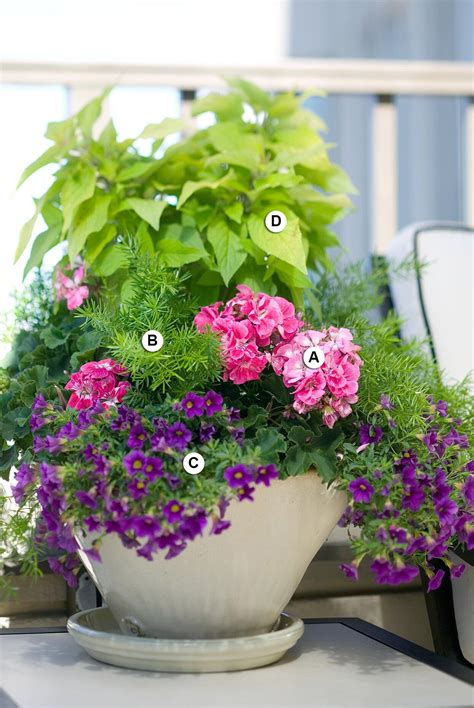 Here S What To Plant With Geraniums For Pretty Summer Containers Artofit