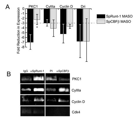 SpCBFβ is not involved in Runx mediated regulation of SpPKC A Download Scientific Diagram