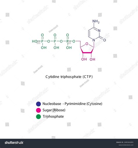 Cytidine Triphosphate Ctp Skeletal Structure Schematic Stock Vector Royalty Free 2495361855 Cytidine Triphosphate Ctp Skeletal Structure Schematic Stock Vector Royalty Free 2495361855