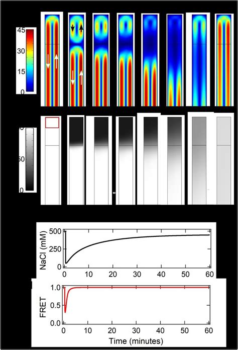 Figure S61 Convection And Diffusion Of The Species In The Presence Of Download Scientific