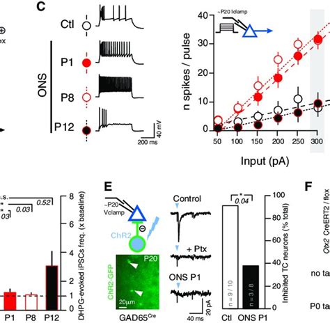 Retinal Input Directs The Synaptic Differentiation Of Dlgn Ins During A