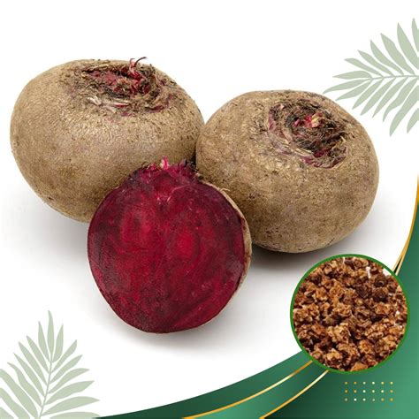 Beetroot Seed பிட்ரூட் Vgr Gardens