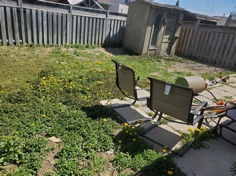 Lawn Sod Installation In Toronto And The Gta Sodding Canada