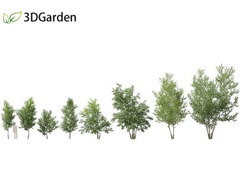 Betula Papyrifera Paper Birch Flippednormals