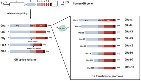 Glucocorticoids And Their Receptor Isoforms Roles In Female Reproduction Pregnancy And Foetal