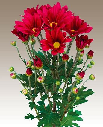 小菊 菊の育種、種苗販売。イノチオ精興園