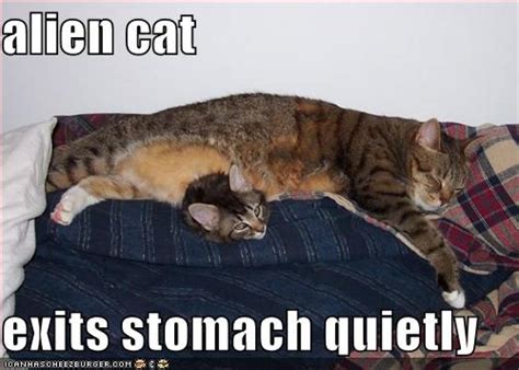 True Book Addictbooks Cats And More Cat Thursday Even Cats