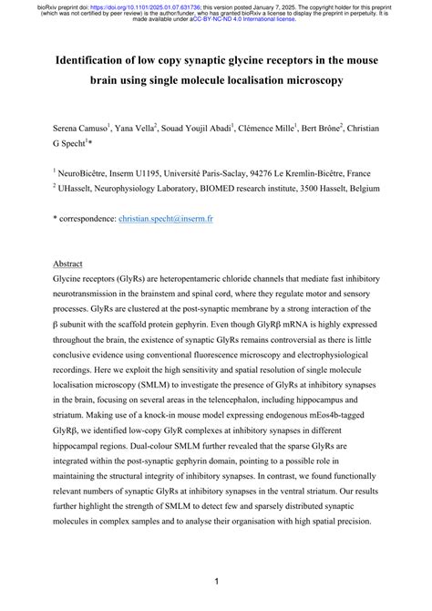 Pdf Identification Of Low Copy Synaptic Glycine Receptors In The