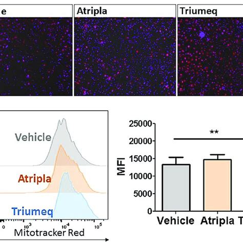 Increased Mitotracker Red A Fluorescence Mitotracker Red Staining In Download Scientific