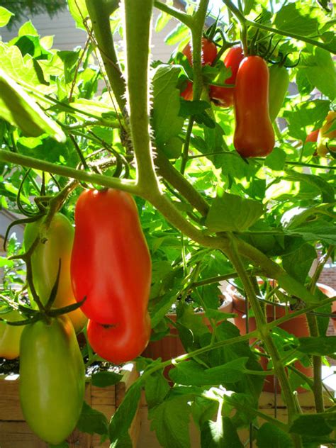 How To Grow And Care For San Marzano Tomato Plants Dengarden