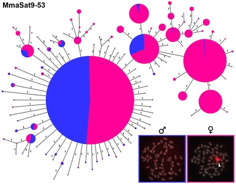 Minimum Spanning Tree Mst Showing The Relationships Between The Download Scientific Diagram