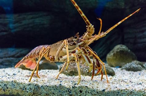 How Do Lobsters Communicate? Vet-Approved Info | Hepper