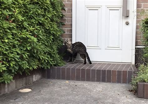 陰陽師の弟子☯️アッキー On Twitter いつもと違う時間に、いつもと違う場所で🐈