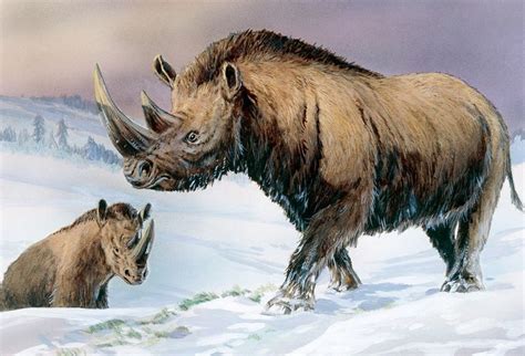 Woolly Rhino Genome Revealed Through Cave Hyenas Fossilized Droppings